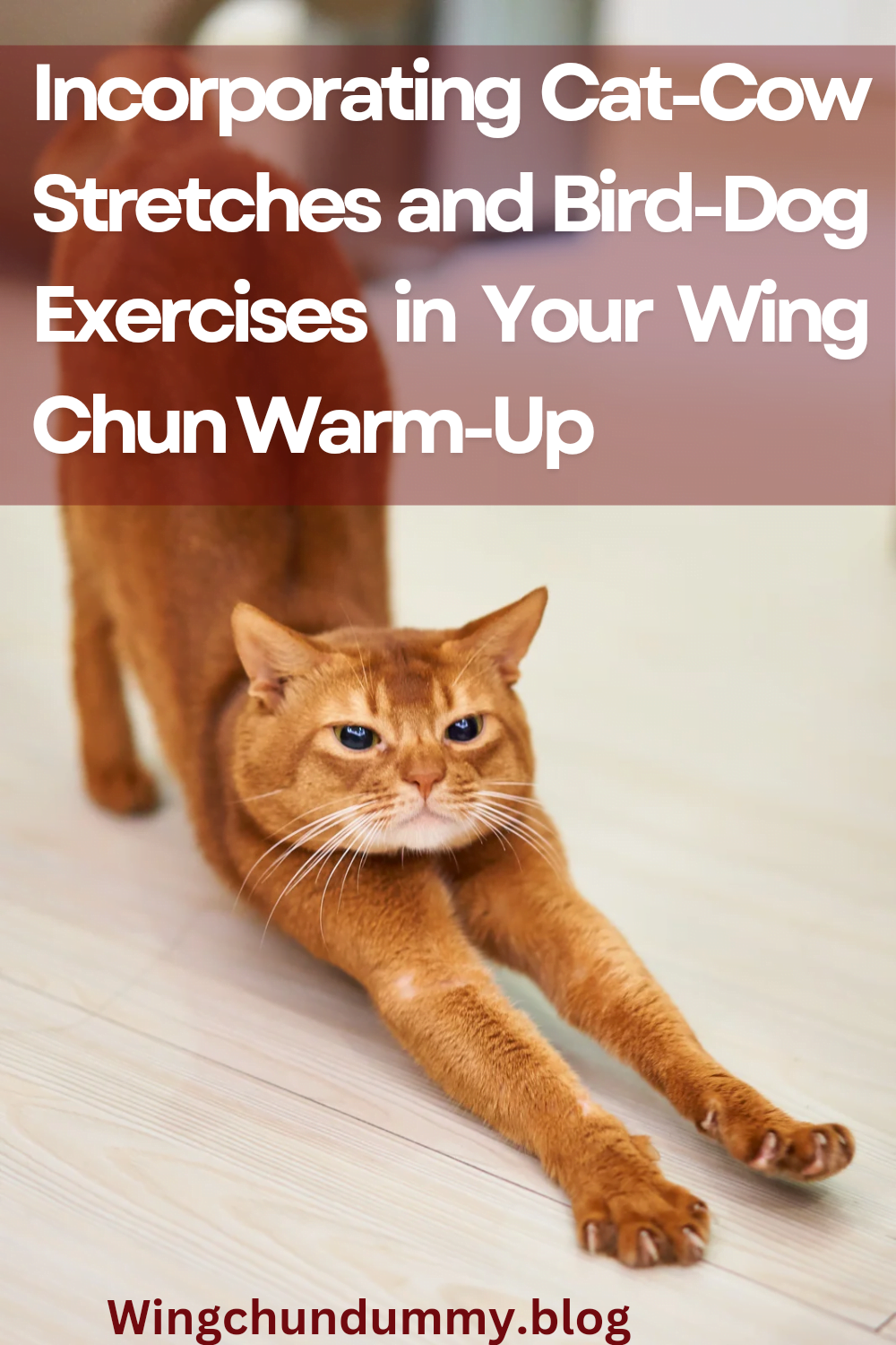 Incorporating Cat-Cow Stretches and Bird-Dog Exercises in Your Wing ...